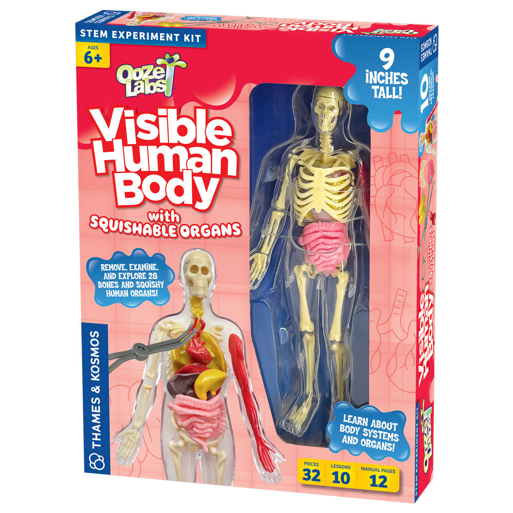 Squishy Visible Human Body Kit: Explore, Dissect, and Learn Anatomy ...