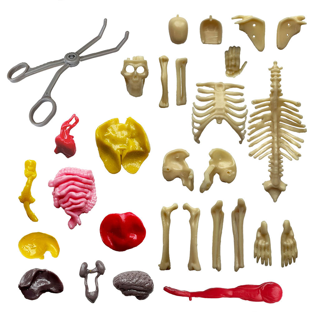 Squishy Visible Human Body Kit: Explore, Dissect, and Learn Anatomy ...